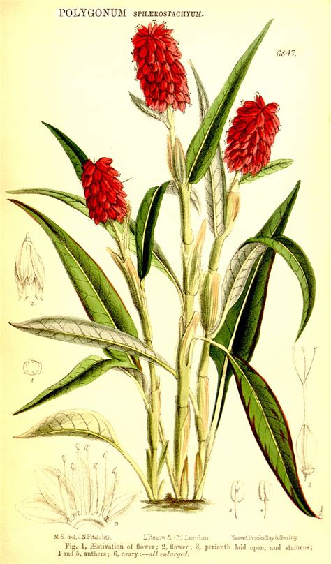 Angiosperm Families Polygonaceae Juss