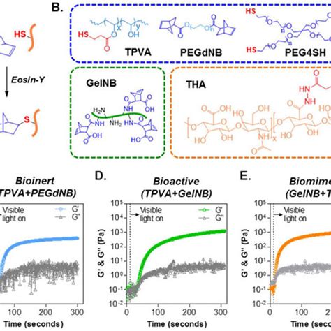 Visible Light Initiated Thiol Norbornene Reaction For Forming Download Scientific Diagram