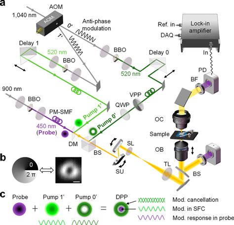 Schematic Of Dpp Microscopy A Experimental Schematic Of The Dpp