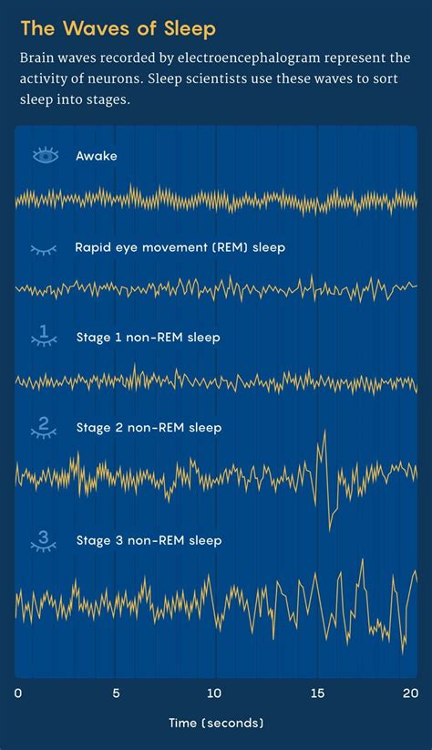 Brain Waves Sleep Neurons Synchronize James Durham