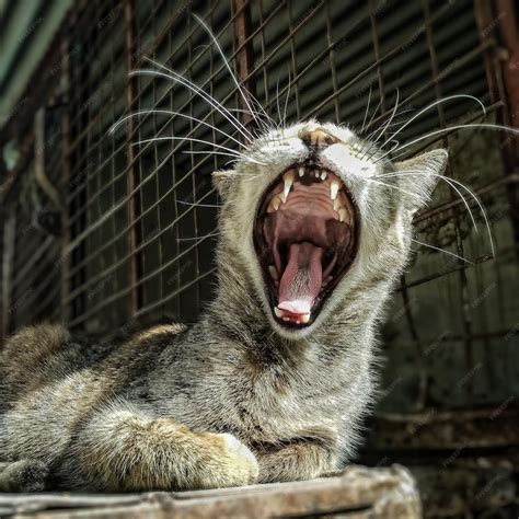 Premium Photo Roaring Cat Photos