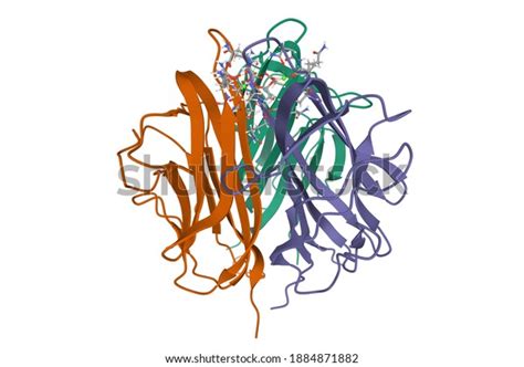 Trimeric 4 Images Photos Et Images Vectorielles De Stock Shutterstock