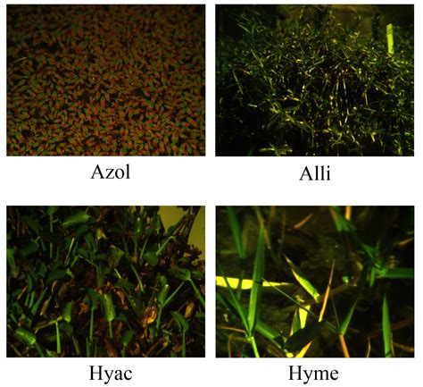 Multi Resolution Weed Classification Via Convolutional Neural Network