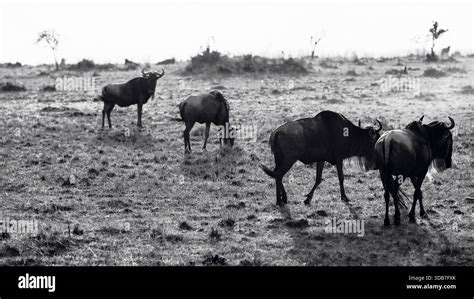 Image Featuring Wildebeests In Their Natural Habitat In Tanzania