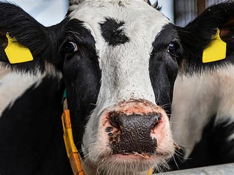 Man Caught Having Sex With Cow Escapes Punishment In Court Beat Com
