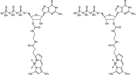 Eda Gtp Bdp Fl Eda Gtp Jena Bioscience