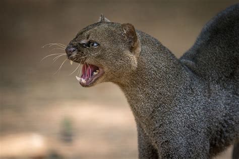 The Jaguarundi A Little Known Feline