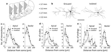 Dendritic Arborization In Layer Iiiii Pyramidal Neurons Of The Mpfc A