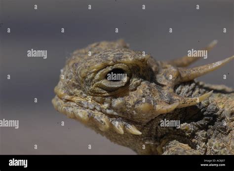 Flat Tailed Horned Lizard Phrynosoma Mcalli Low Desert Scrub Avra Valley Arizona United States
