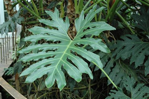 20 Philodendrons To Grow Indoors Laidback Gardener