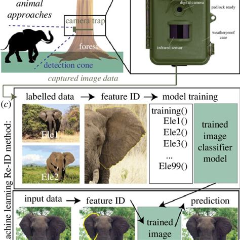 Basic Camera Trap Set Up A A Camouflaged Camera Trap Is Often Placed