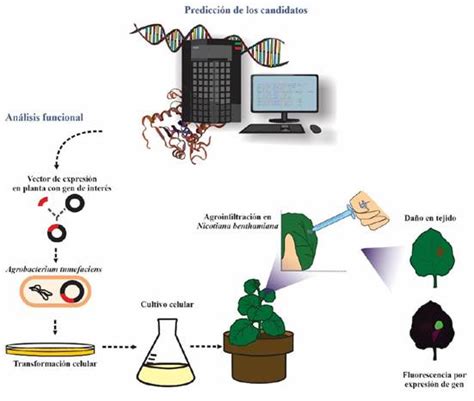 Effectors Key Actors In Phytopathology