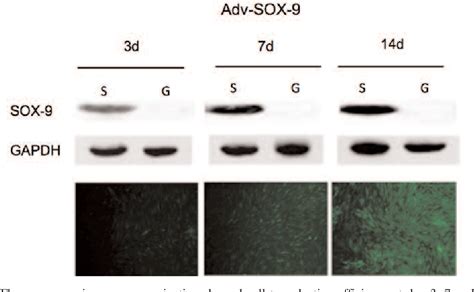 Figure 1 From Dynamic Compression Combined With Exogenous Sox 9