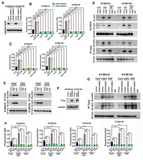 Pafr Induces Stat3 Activity Involving The Formation Of Tyk2 Jak2 Download Scientific Diagram