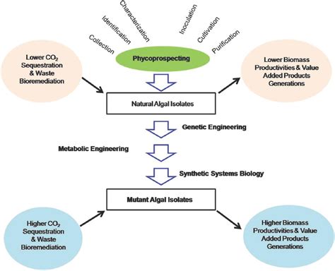 Elevating Algal Biomass Generation Toward Sustainable Utilization For High Value Added