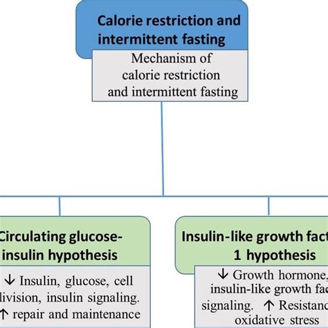 Four Major Hypotheses Of Caloric Restriction And Intermittent Fasting Download Scientific Diagram