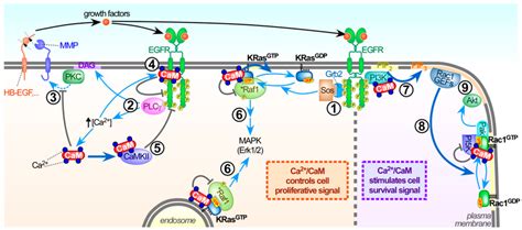 Model Of Key Signalling Events Modulated By Ca²⁺calmodulin And Download Scientific Diagram