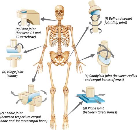Chapter 1 The Skeletal System