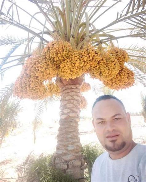 زراعة النخيل مشروع يكسب ذهب الفدان يحقق أرباحا بالملايين الوطن