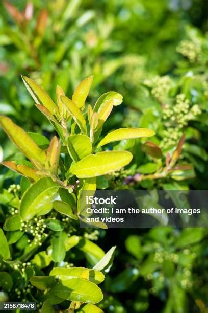 홀리 카시네 관목의 육즙이 많고 푸른 잎의 아름답고 밝은 배경 조경 디자인 도시 공원 및 인접 지역의 조경 개념 0명에 대한 스톡 사진 및 기타 이미지 Istock