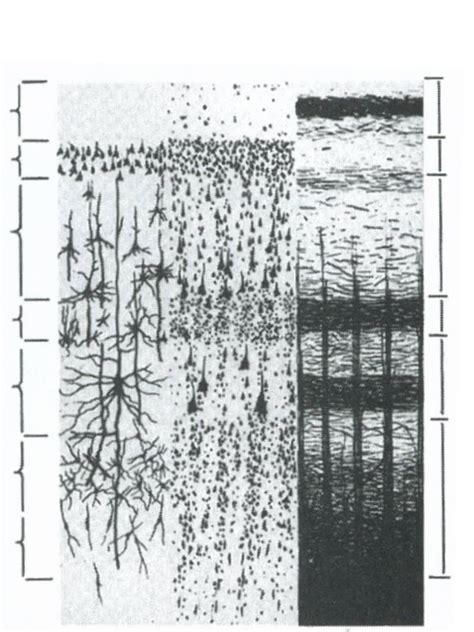 6 Cortical Layers Diagram Quizlet