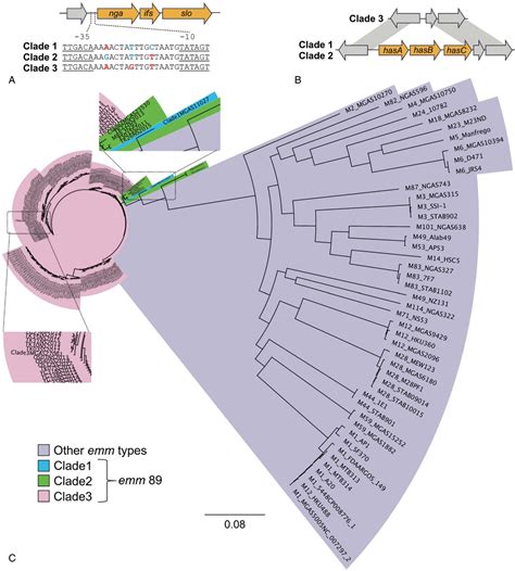 Genetic Characterization Of Streptococcus Pyogenes Emm89 Str Infectious Microbes And Diseases
