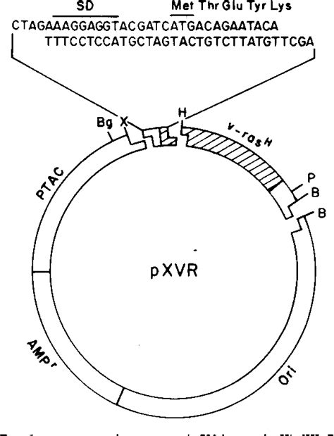 Figure 1 From Isolation Of Ras Gtp Binding Mutants Using An In Situ