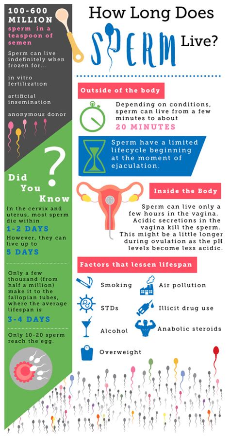 How Long Does Sperm Live Inside A Female Body?