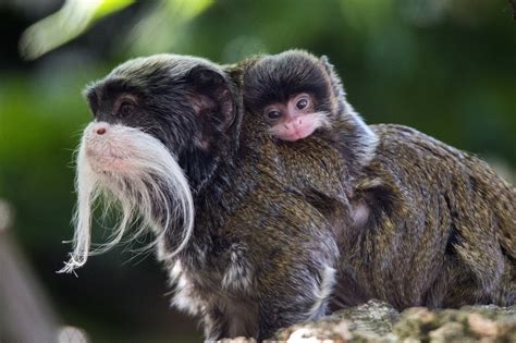 Auch Affen Nachwuchs Trägt Bart Tiergarten Schönbrunn