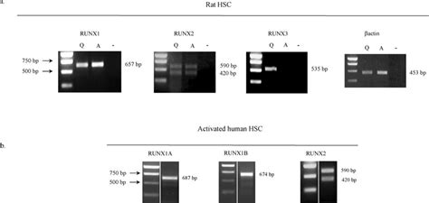 Detection Of Runx Ute 1 Interactions In Hsc And In Situ Association Of Download Scientific