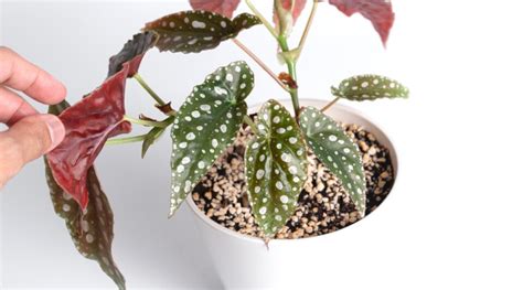 How To Propagate Begonias In 4 Easy Steps