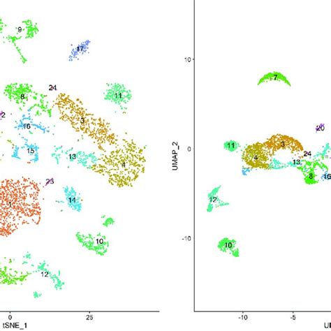 Dimensional Reduction Plots Dimplots Outputs Generate Graphs Of Tsne