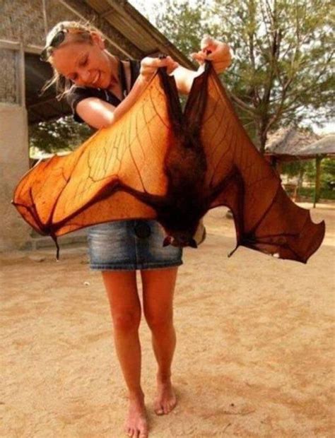 The Giant Giant Golden Crowned Flying Fox With The Longest Wingspan Of