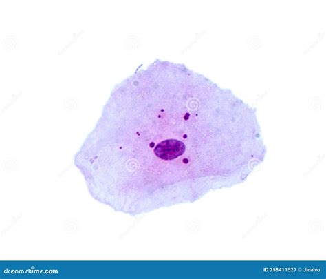 Buccal Smear Squamous Epithelial Cells Stock Image Image Of Oral Tissue 258411527