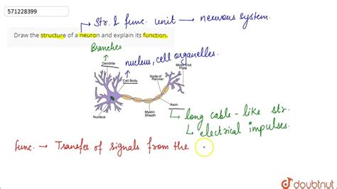draw the structure of a neuron and explain its function 10 control
