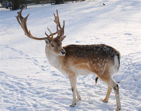 Reindeer Wallpapers Wallpaper Cave