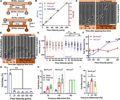 Confinement Controls The Directional Cell Responses To Fluid Forces Cell Reports
