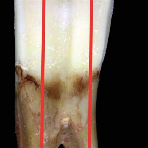 Left M 1 Lingual View Red Lines Indicate The Sectioning Planes