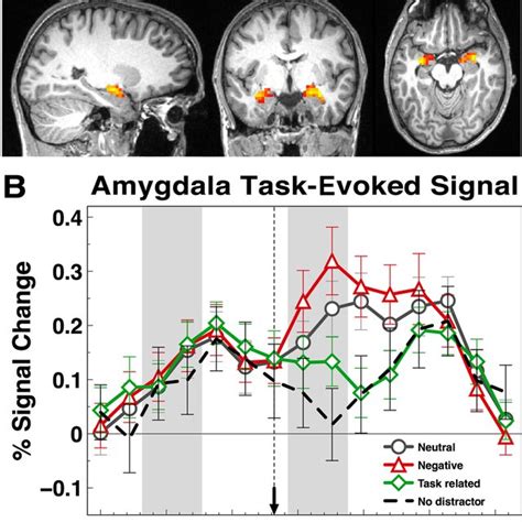 Bilateral Amygdala Signal A Bilateral Amygdala Activation Maps And