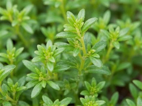 Broad Leaf Thyme Uses Differences And Growing Guide