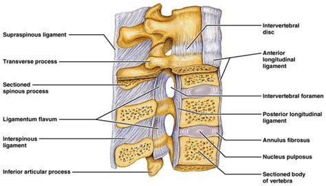 Lumbar Compression Fracture Physiopedia