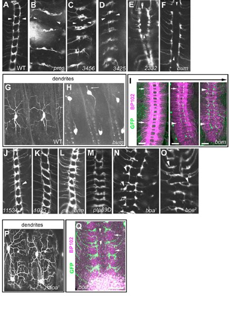 A Mutagenesis Screen Identifies Sensory Axon And Dendrite Arborization