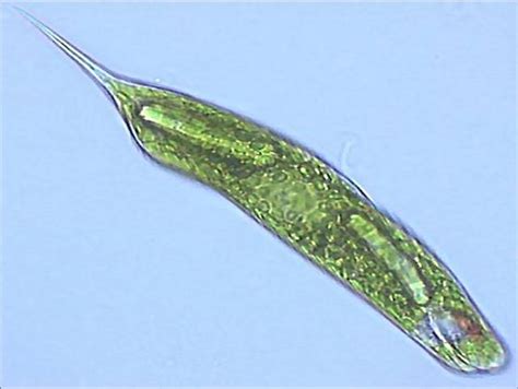 Biología Vegetal Unidad Iii Filogenia De Las Plantas Y Colonización
