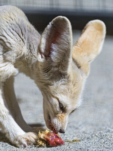 Eating Fennec Another Fennec Eating Something Like A Chick Flickr