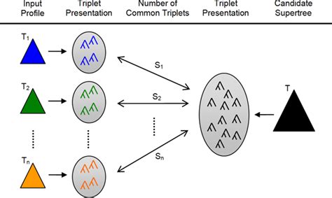 Triplet Supertree Problem Given An Input Profile Of N Species Trees