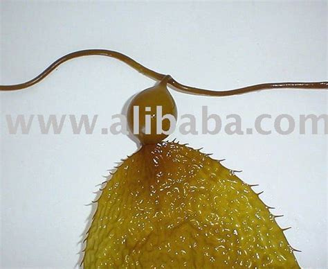 Macrocystis Pyriferachile Price Supplier 21food