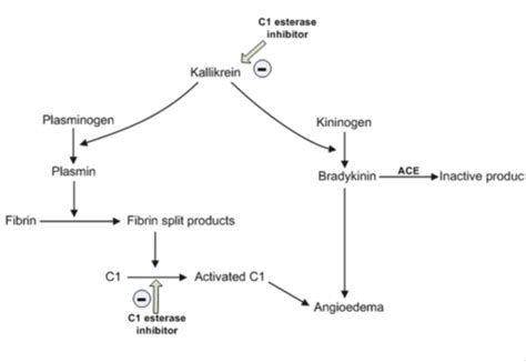Hereditary Angioedema Flashcards Quizlet