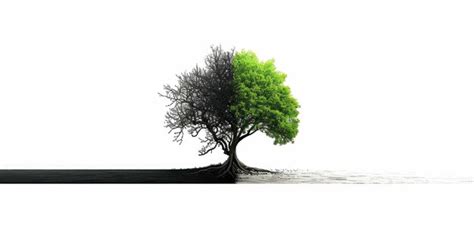 Premium Photo Conceptual Image Of A Tree Half Alive And Half Dead