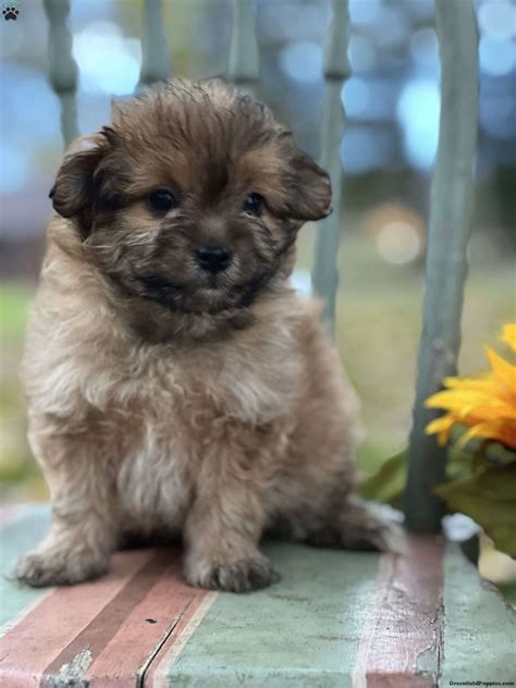 Pomapoo Puppies For Sale Greenfield Puppies