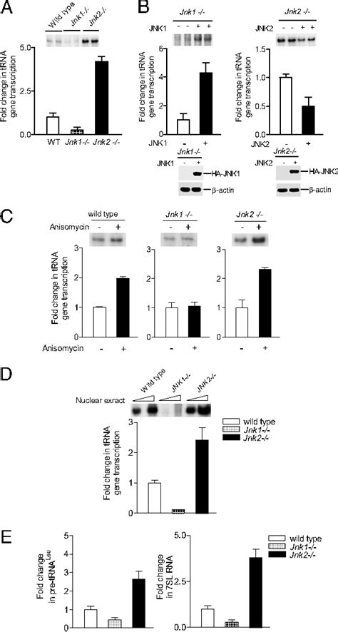 Figure 1 From The Jnks Differentially Regulate Rna Polymerase Iii Transcription By Coordinately